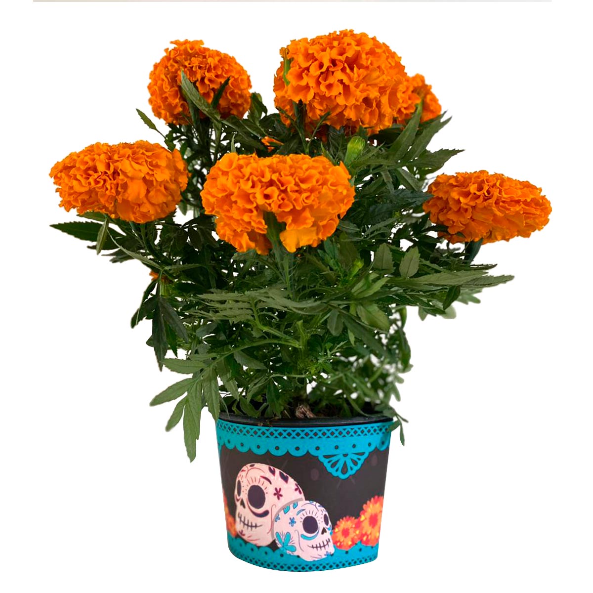 Cempazuchitl en Maceta Pieza | Chedraui